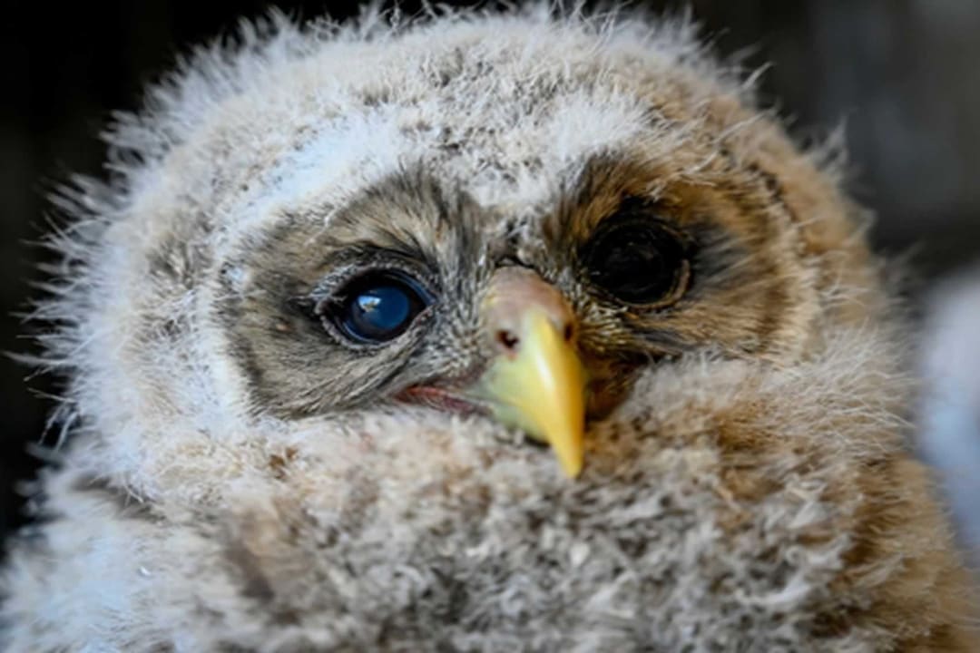 Owl's Nest Sanctuary for Wildlife