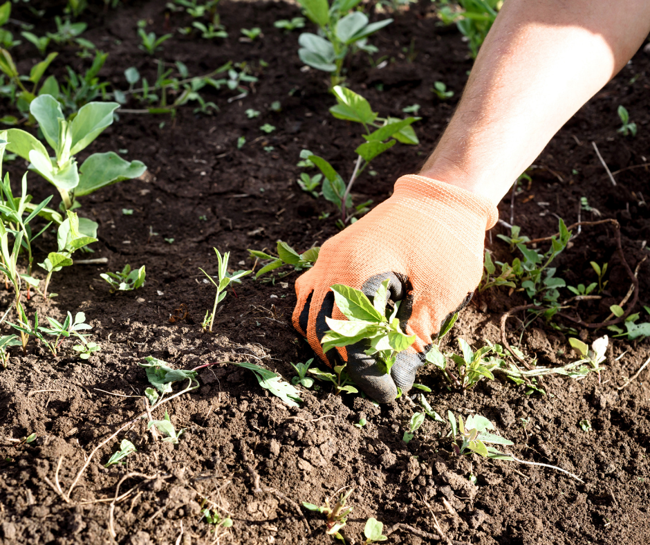 Weeds in Your Flower Beds and What to do About Them