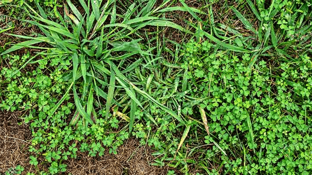 How to Win the Battle Against Weeds in Your Shrubs