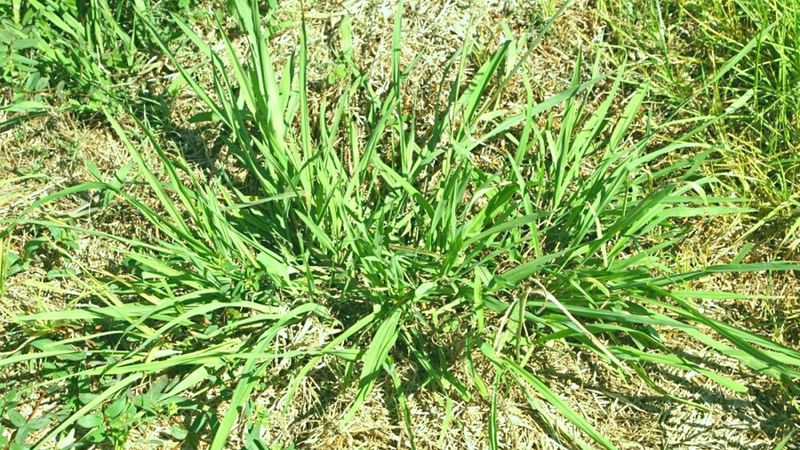 Tackle Dallisgrass Control: A Comprehensive Guide