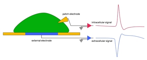 Microelectrode Array (MEA)
