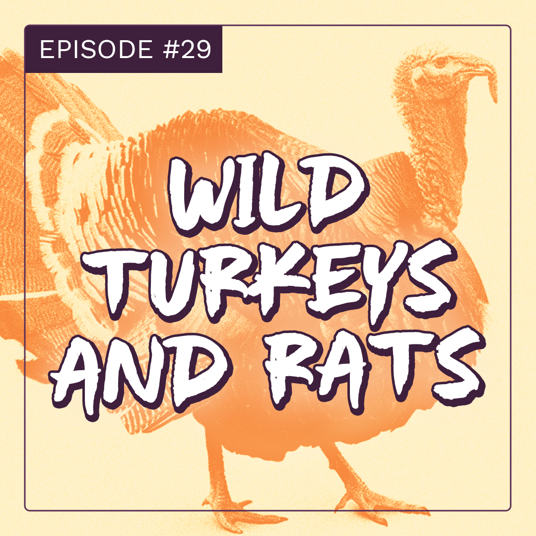 Wild Turkeys and Rats - Your Mental Breakdown Podcast