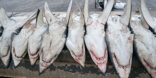 Fin Free - Hong Kong officials seize record 26 tons of shark fin