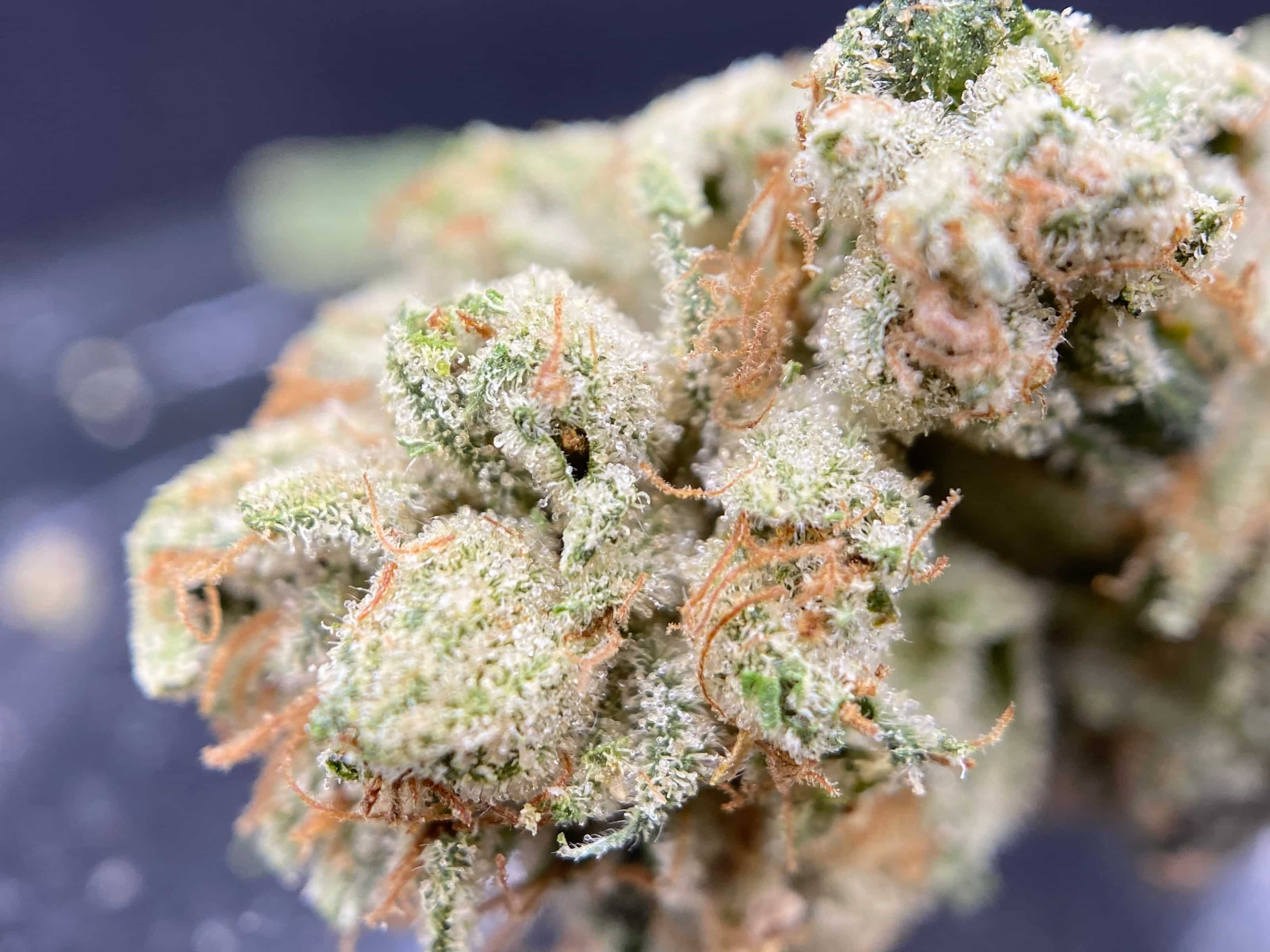 Flower Indica