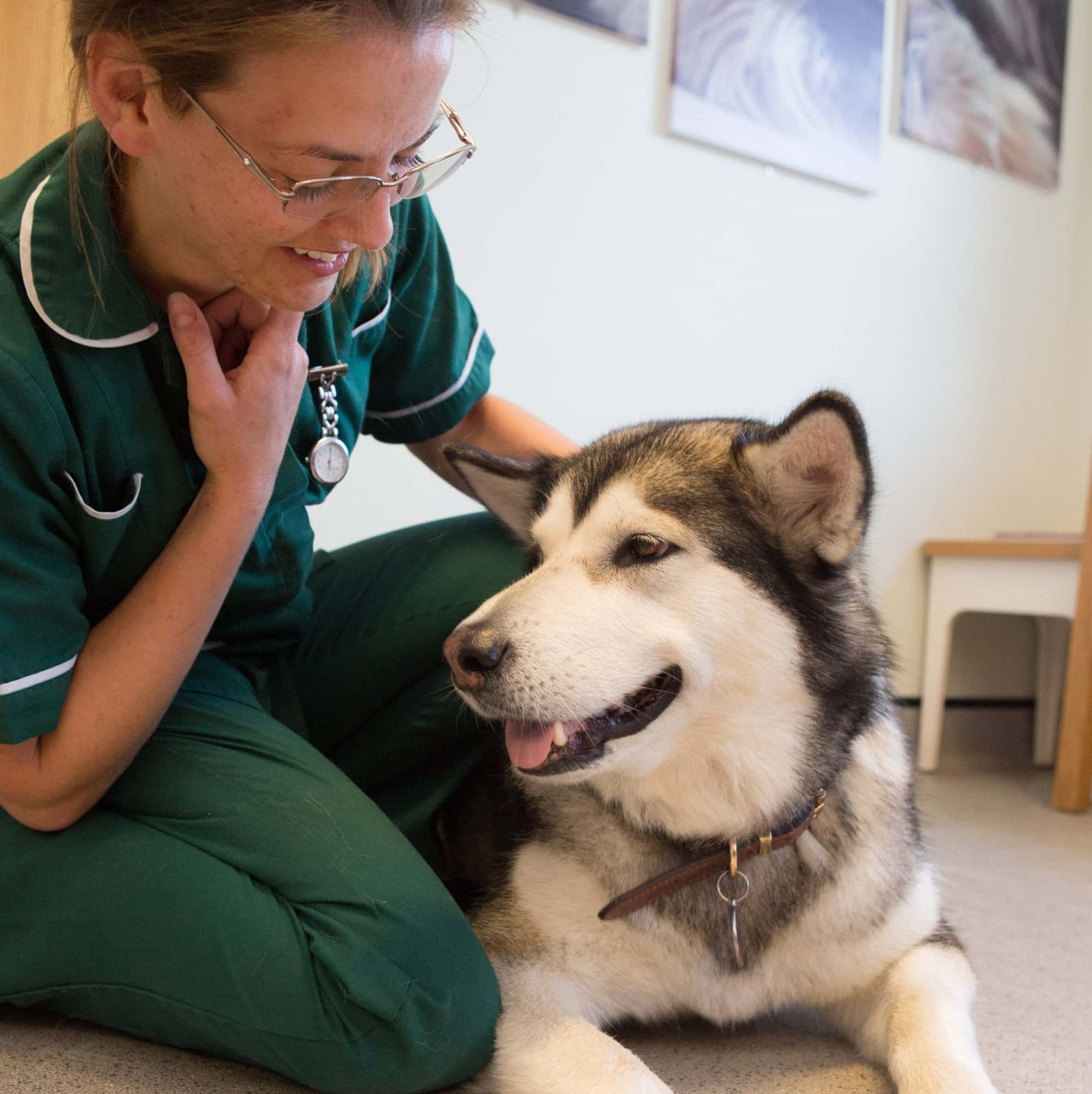 News - Vets in Upminster & Brentwood, Essex.