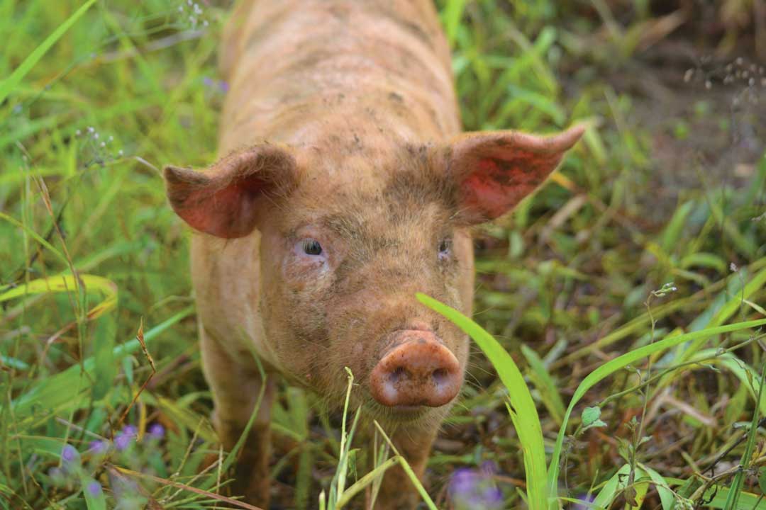 PEG Farm & Nature Reserve