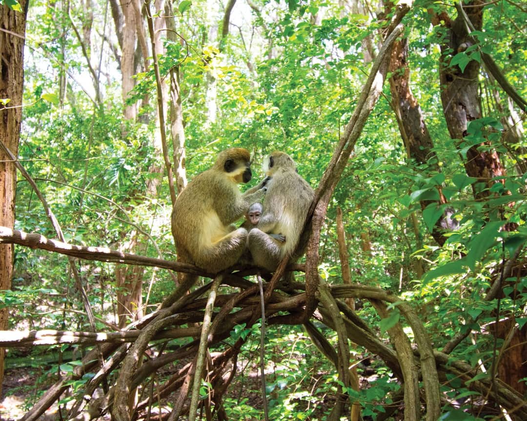 Barbados Wildlife Reserve & Grenade Hall Forest