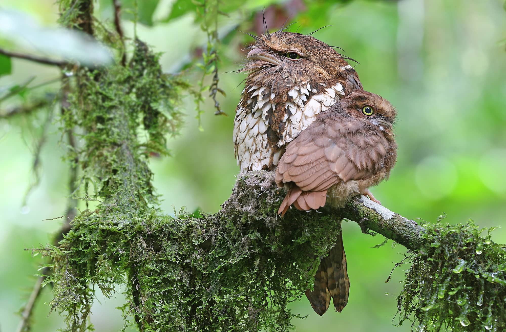 Greater Sundas Reports