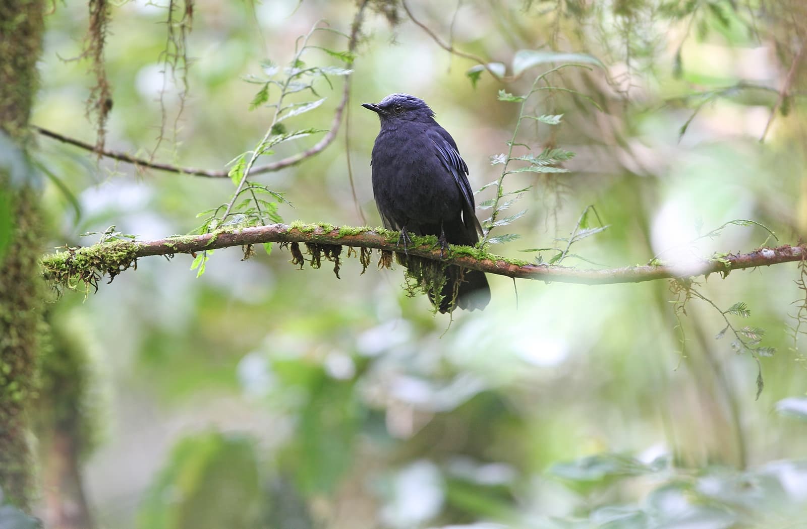 Birdtour Asia: birding tours throughout the continent