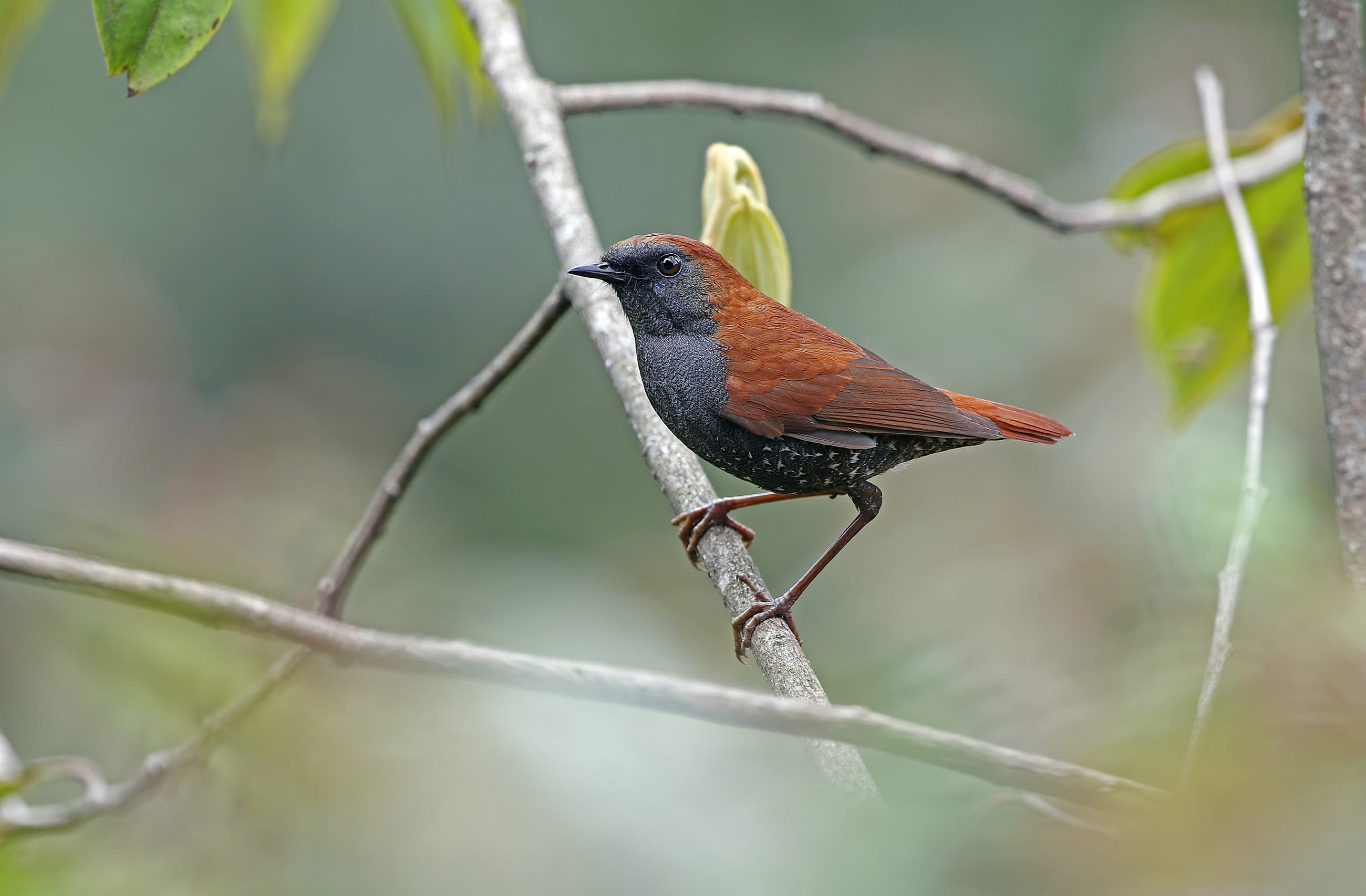 Birdtour Asia: birding tours throughout the continent