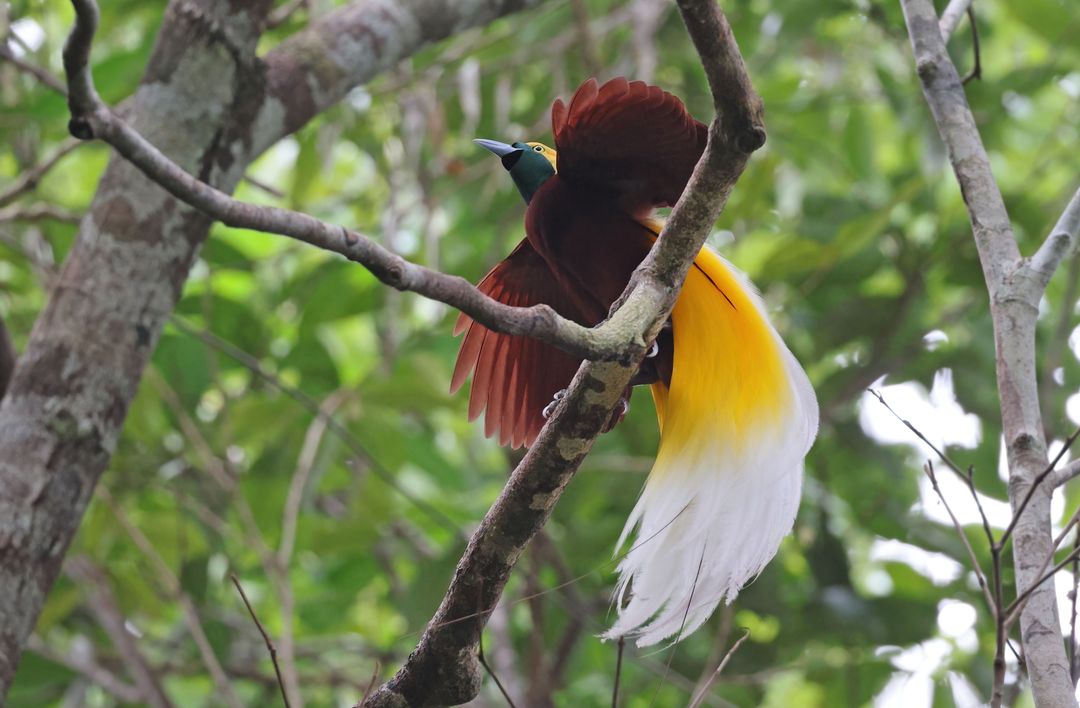 Birdtour Asia: birding tours throughout the continent