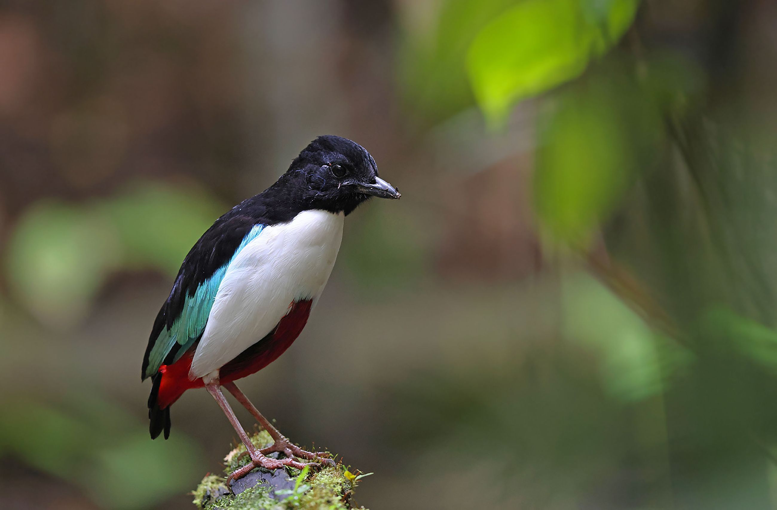 Birdtour Asia: birding tours throughout the continent