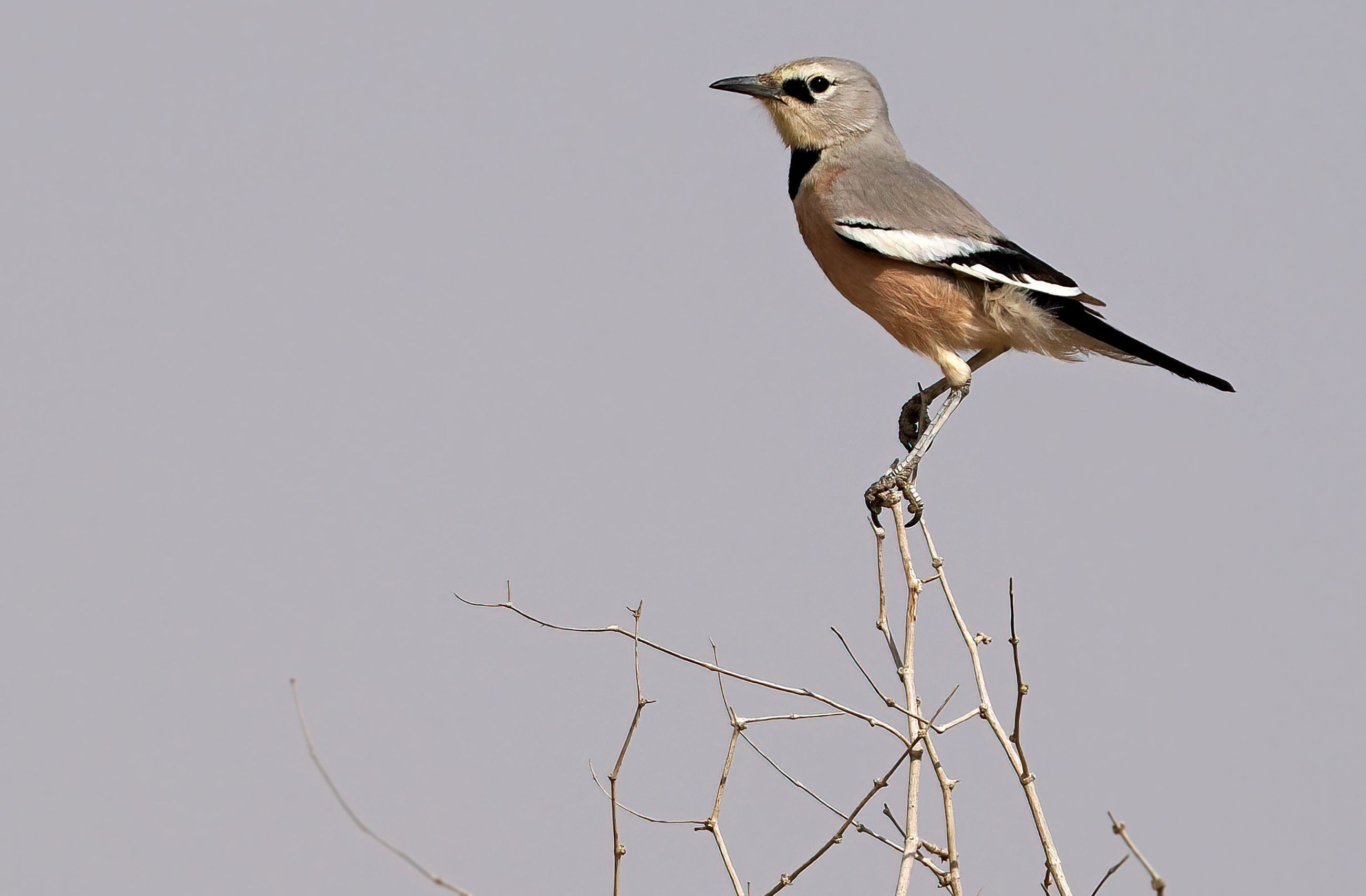 Birdtour Asia: birding tours throughout the continent