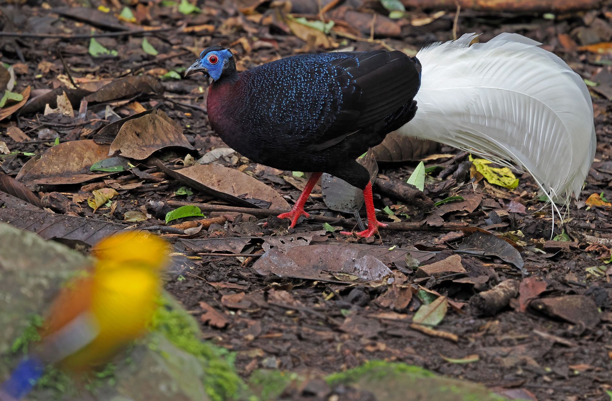 Birdtour Asia: birding tours throughout the continent