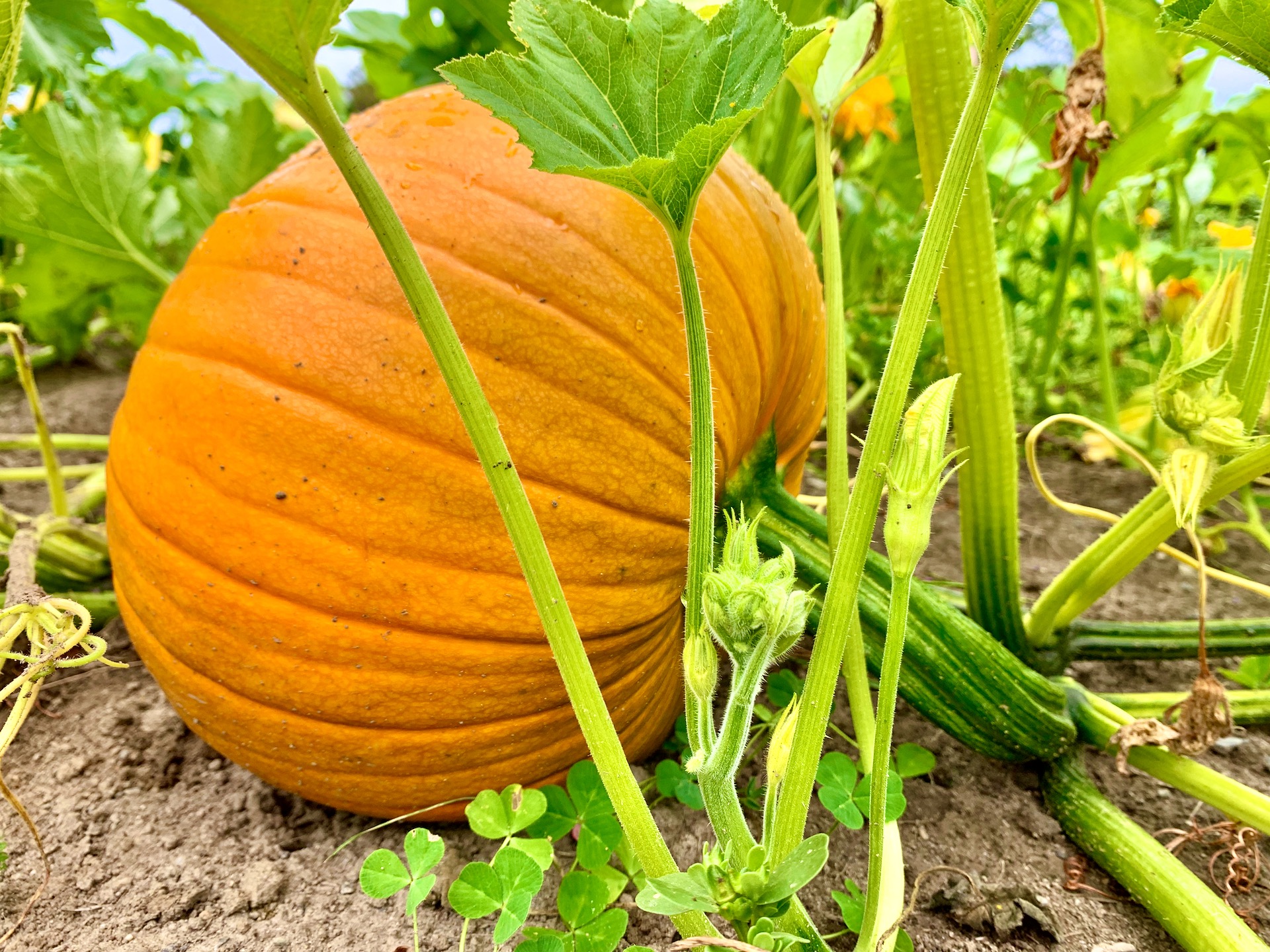 Pilchuck Family Farm - Pumpkins & Vacation Rentals