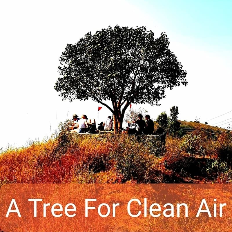 a tree for clean air