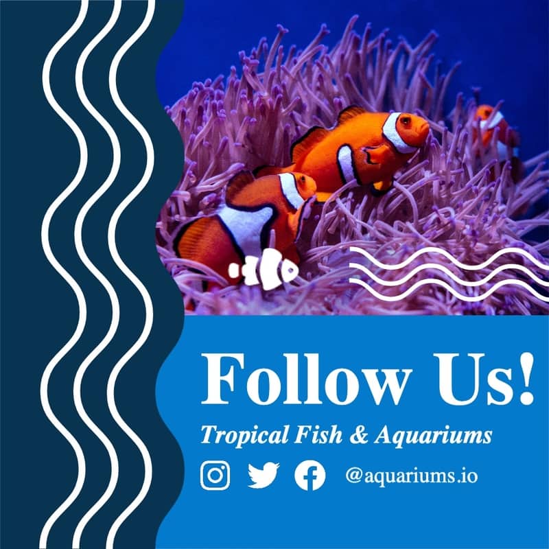 Boost Instagram Growth With "Follow Us" Templates