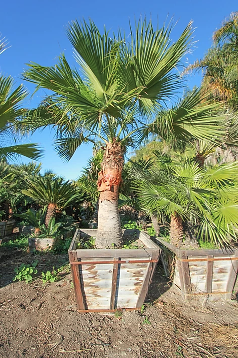 Brahea edulis — Guadalupe Palm — Palm Trees
