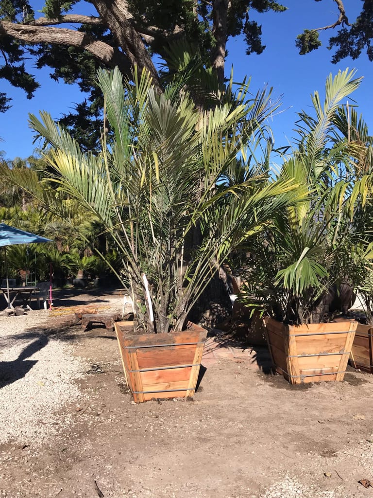 Arenga engleri — Formosa Palm — @ Sea Crest Nursery
