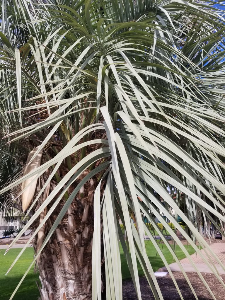 Butia capitata, Butia odorata — Jelly Palm, Pindo Palm — Palm Trees