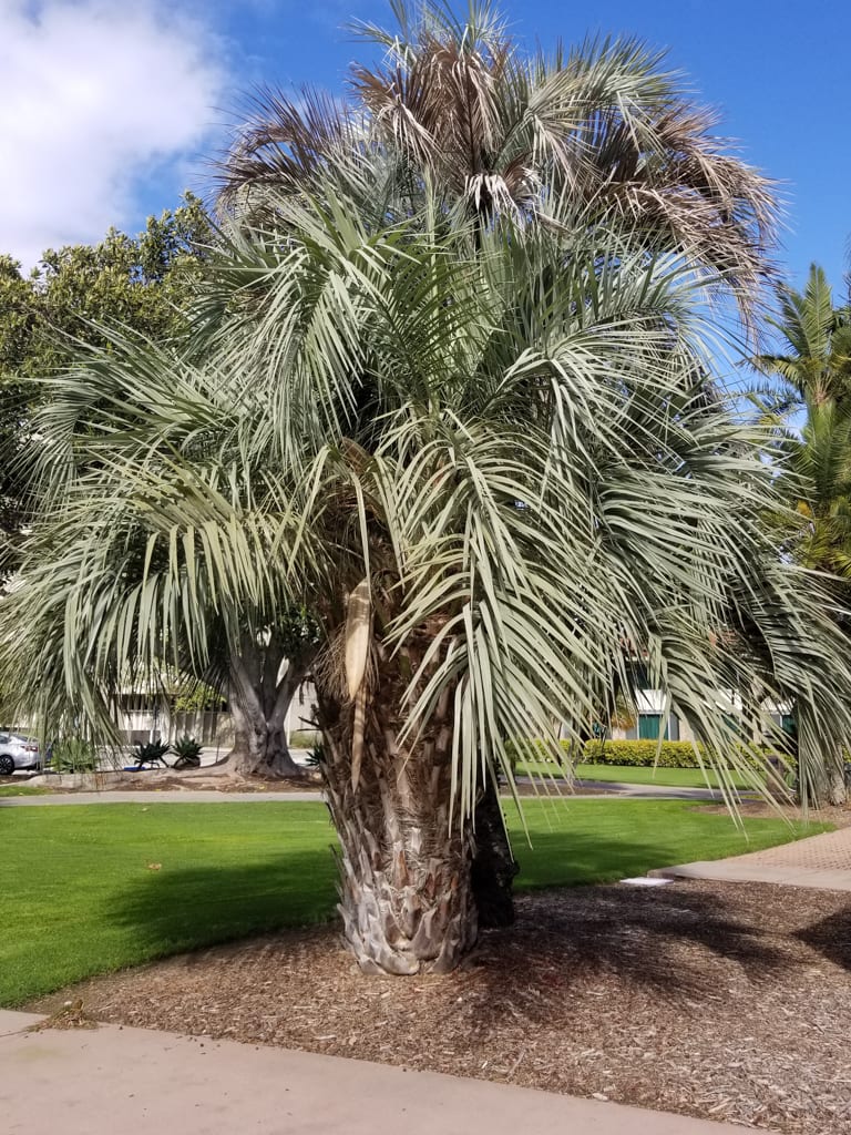 Butia capitata, Butia odorata — Jelly Palm, Pindo Palm — Palm Trees