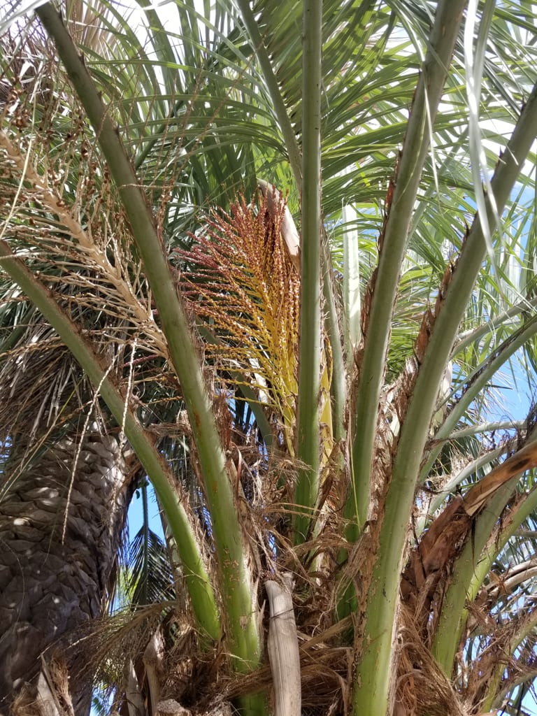 Butia capitata, Butia odorata — Jelly Palm, Pindo Palm — Palm Trees