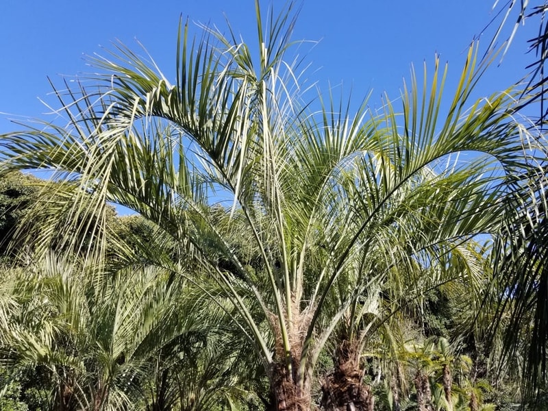 Butia capitata, Butia odorata — Jelly Palm, Pindo Palm — Palm Trees
