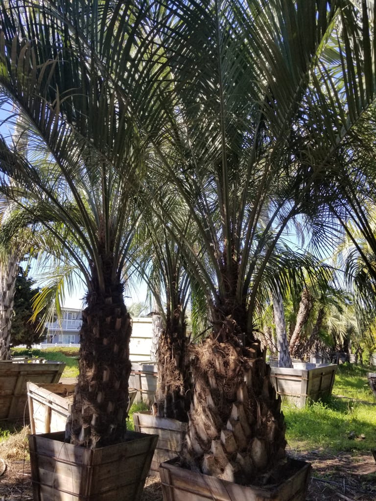 Butia capitata, Butia odorata — Jelly Palm, Pindo Palm — Palm Trees