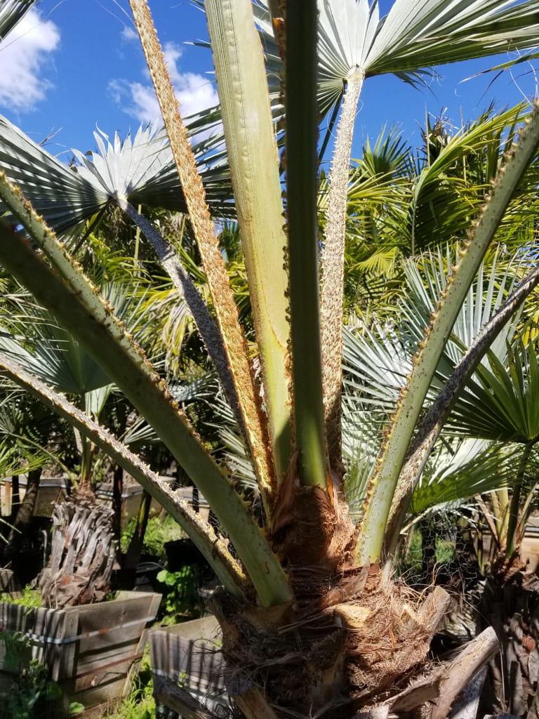 Brahea armata — Mexican Blue Palm — @ Sea Crest Nursery