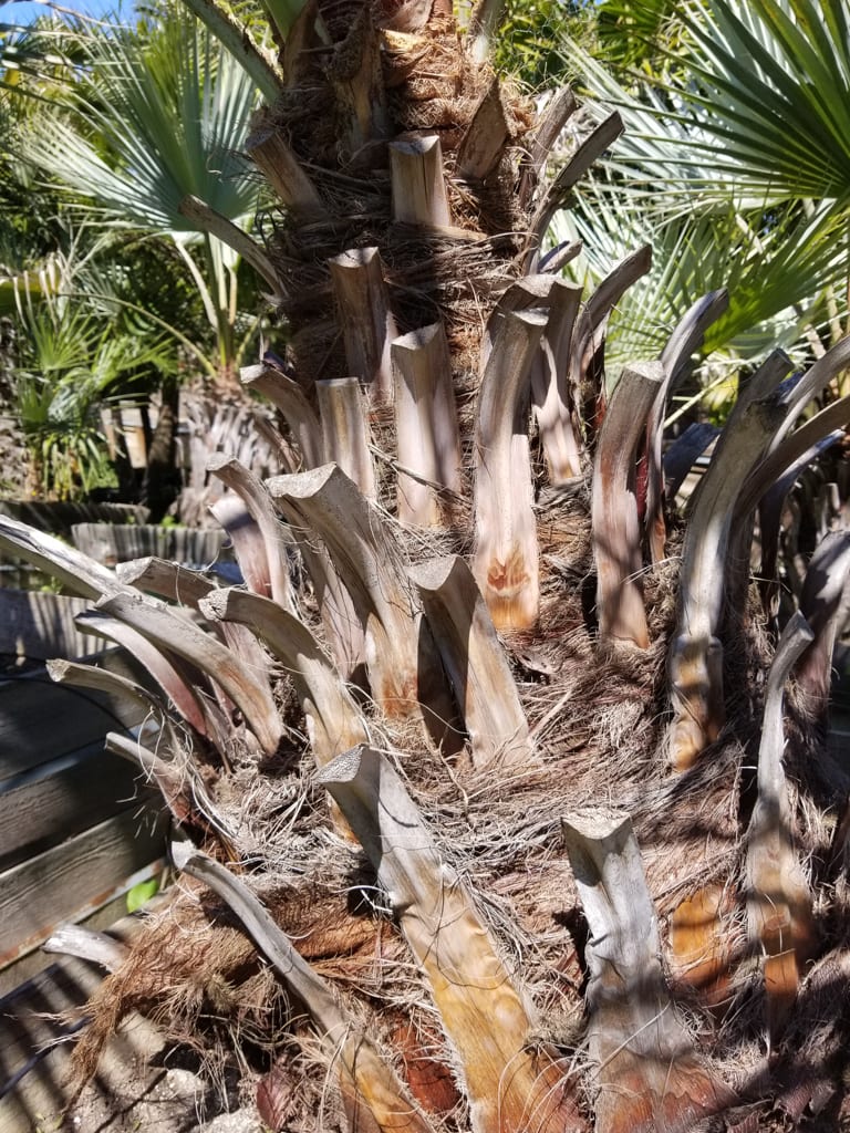 Brahea armata — Mexican Blue Palm — @ Sea Crest Nursery