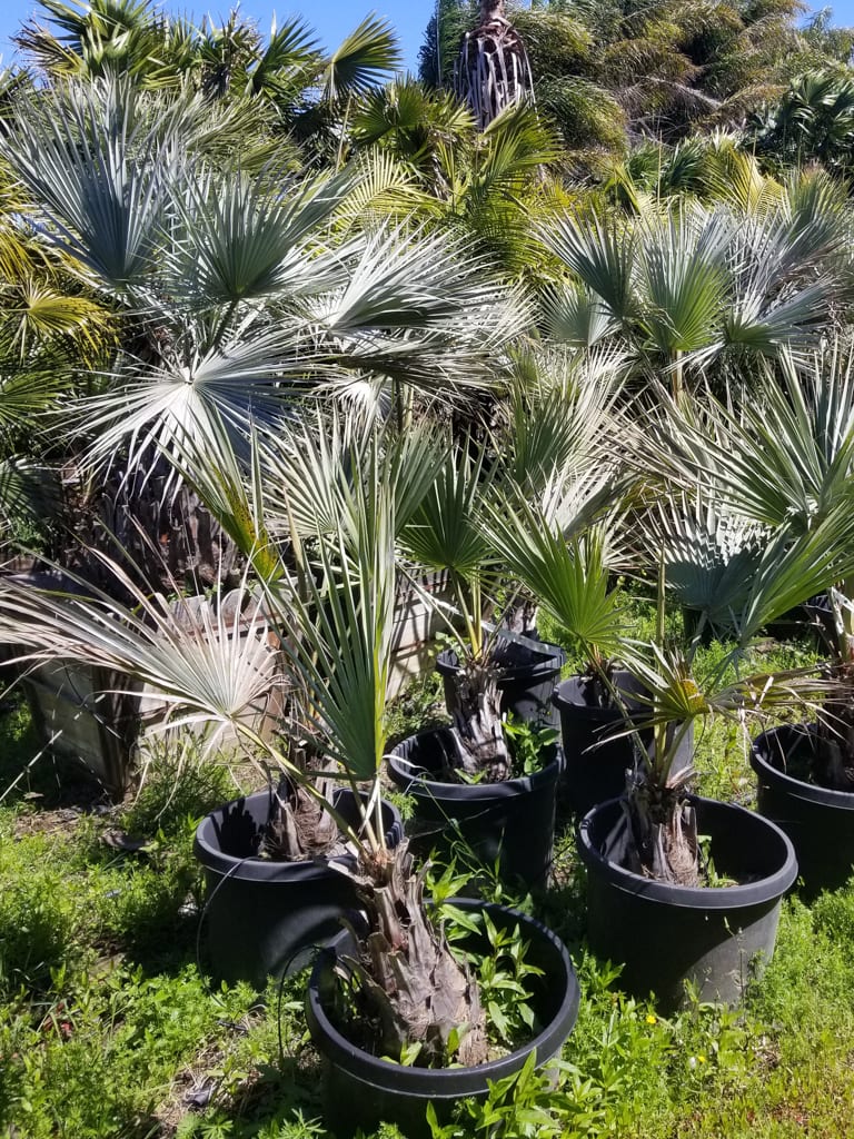 Brahea armata — Mexican Blue Palm — @ Sea Crest Nursery