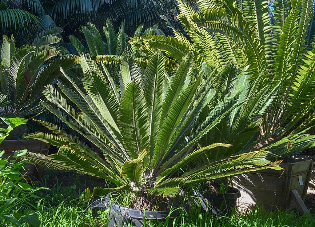 Dioon merolae — Golden Dioon — Cycads