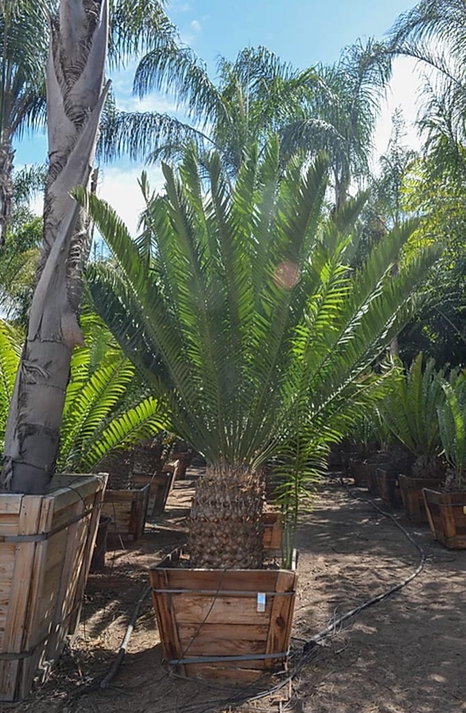 Encephalartos natalensis (vryheid) — Giant Cycad — @SeaCrestNursery