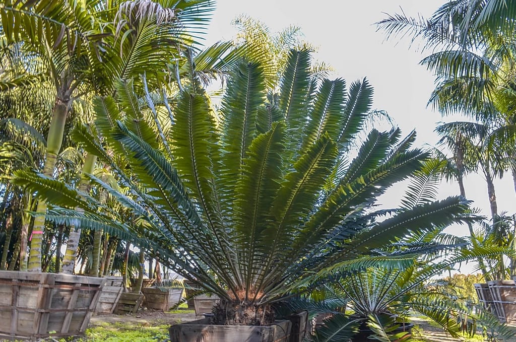 Encephalartos transvenosus — Modjadji's Cycad — @SeaCrestNursery
