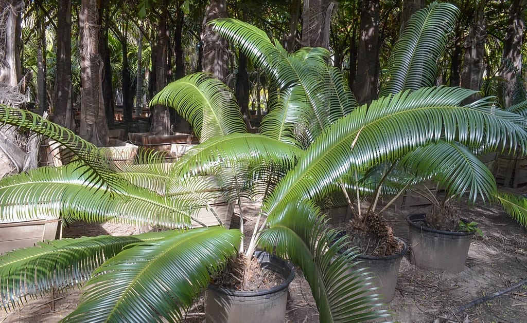 Lepidozamia peroffskyana — Burrawang Palm — @ Sea Crest Nursery