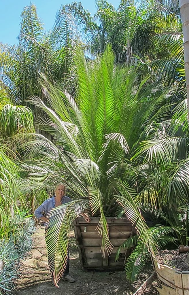 Macrozamia johnsonii — — @ Sea Crest Nursery