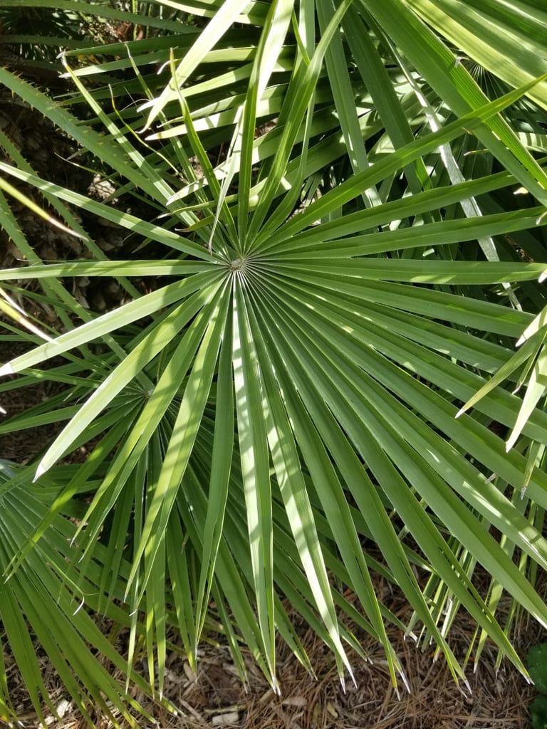 Chamaerops humilis — Mediterranean Dwarf Palm — @SeaCrestNursery