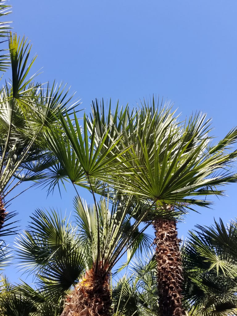 Chamaerops humilis — Mediterranean Dwarf Palm — @SeaCrestNursery