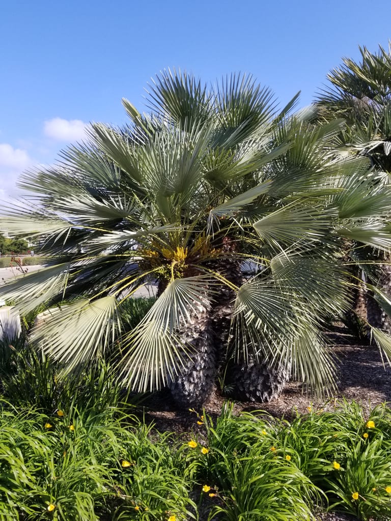 Chamaerops humilis var. cerifera — Algerian Blue Palm — @ Sea Crest Nursery