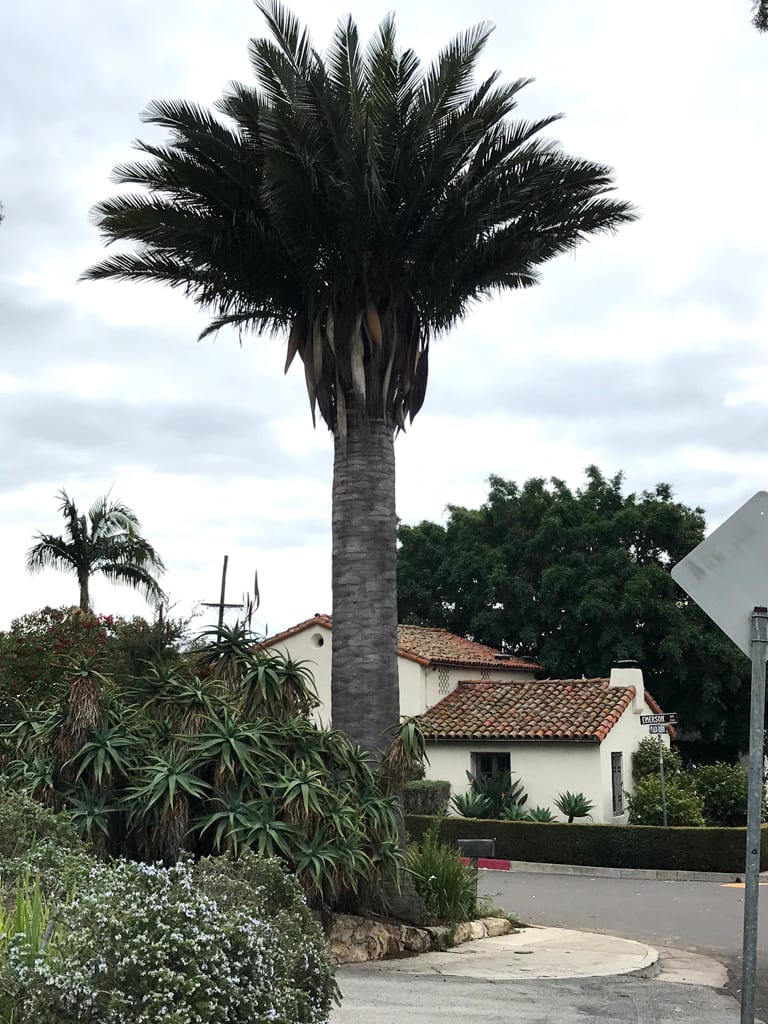 Jubaea chilensis — Chilean Wine Palm — @ Sea Crest Nursery