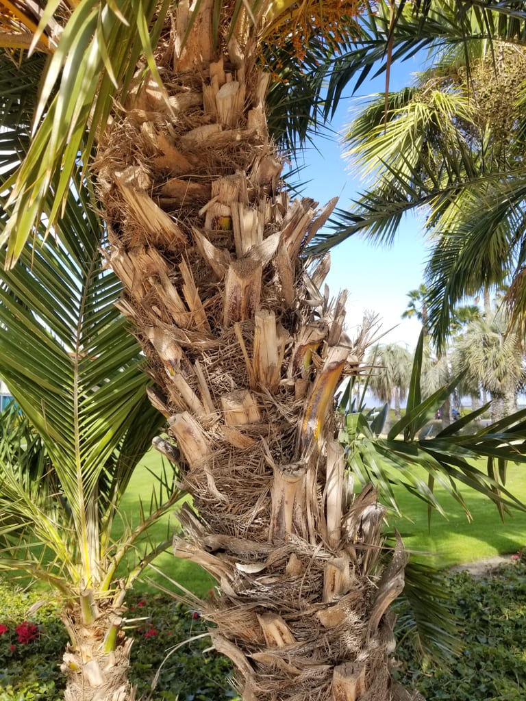 Phoenix reclinata — Senegal Date Palm — Palm Trees