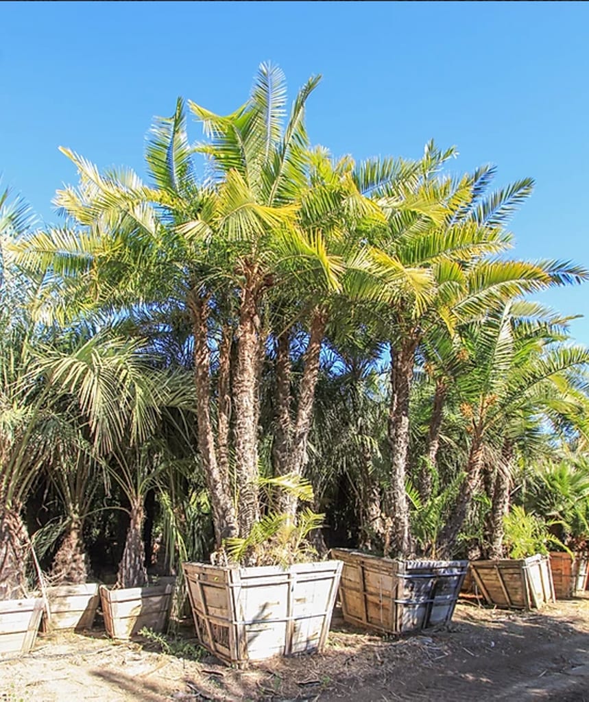Phoenix reclinata — Senegal Date Palm — Palm Trees