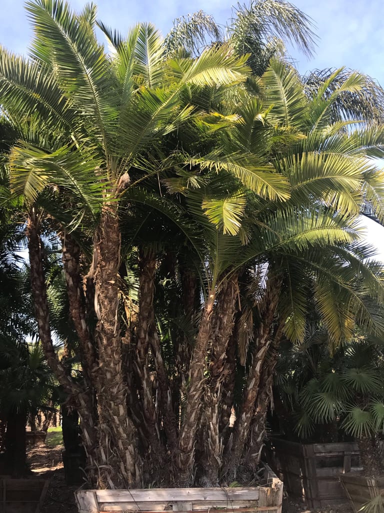 Phoenix reclinata — Senegal Date Palm — Palm Trees
