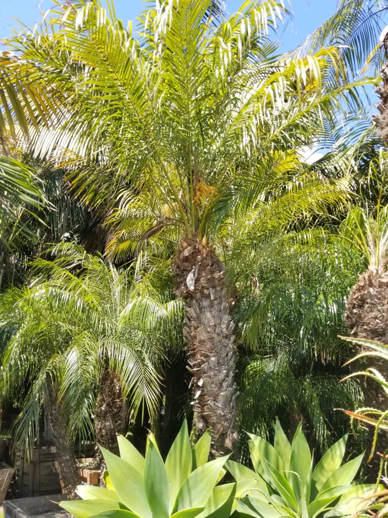 Phoenix roebelenii — Pygmy Date Palm — Palm Trees