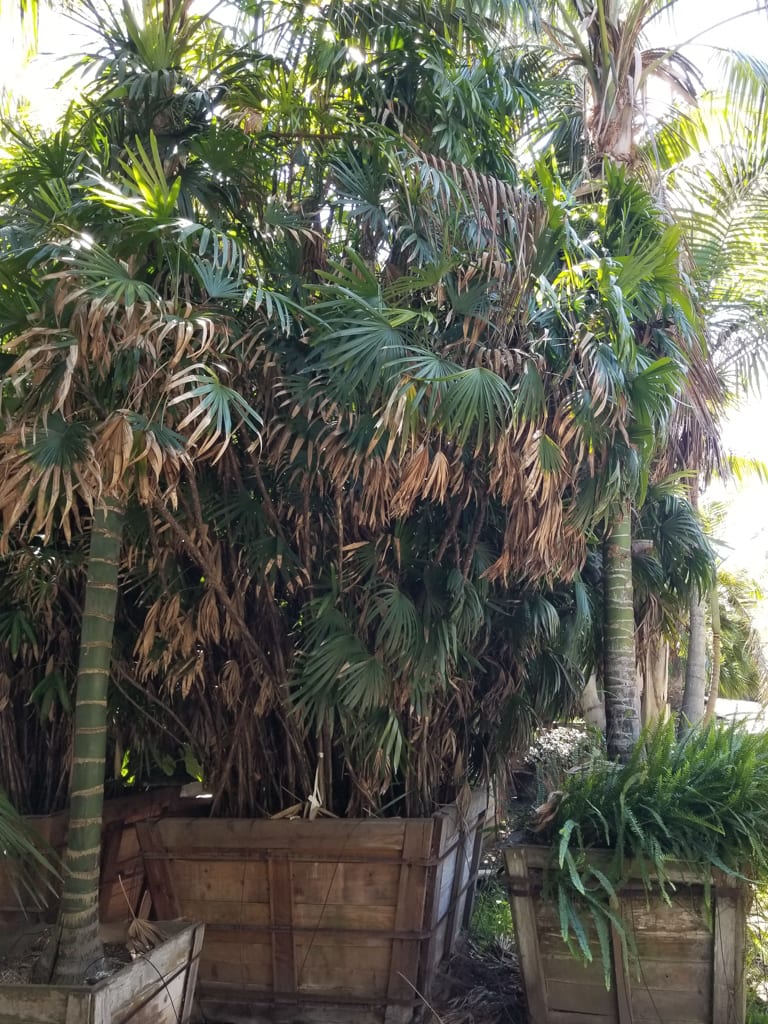 Rhapis humilis — Slender Lady Palm, Rattan Palm, Bamboo Palm — @ Sea ...