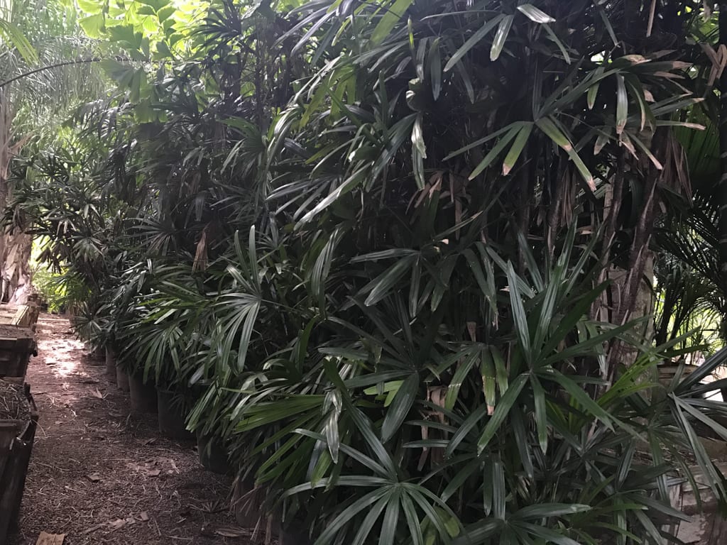 Rhapis humilis — Slender Lady Palm, Rattan Palm, Bamboo Palm — @ Sea ...