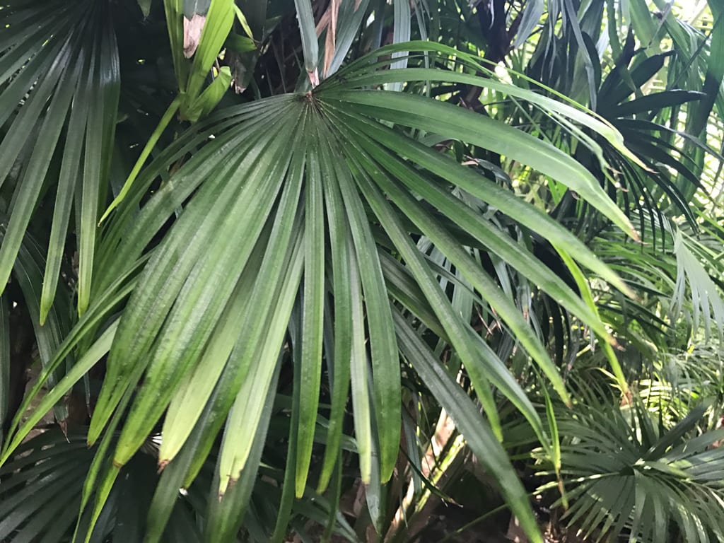 Rhapis humilis — Slender Lady Palm, Rattan Palm, Bamboo Palm — @ Sea ...