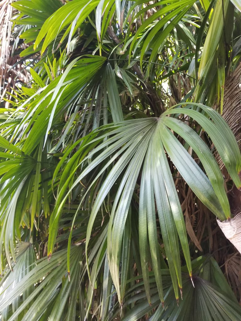 Rhapis humilis — Slender Lady Palm, Rattan Palm, Bamboo Palm — @ Sea ...