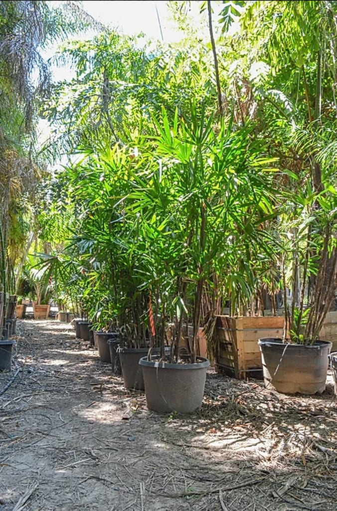 Rhapis excelsa — Broadleaf Lady Palm — @SeaCrestNursery