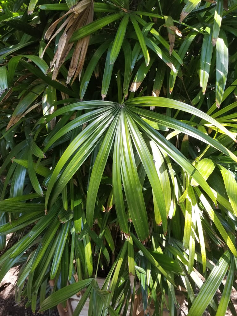 Rhapis humilis — Slender Lady Palm, Rattan Palm, Bamboo Palm — @ Sea ...